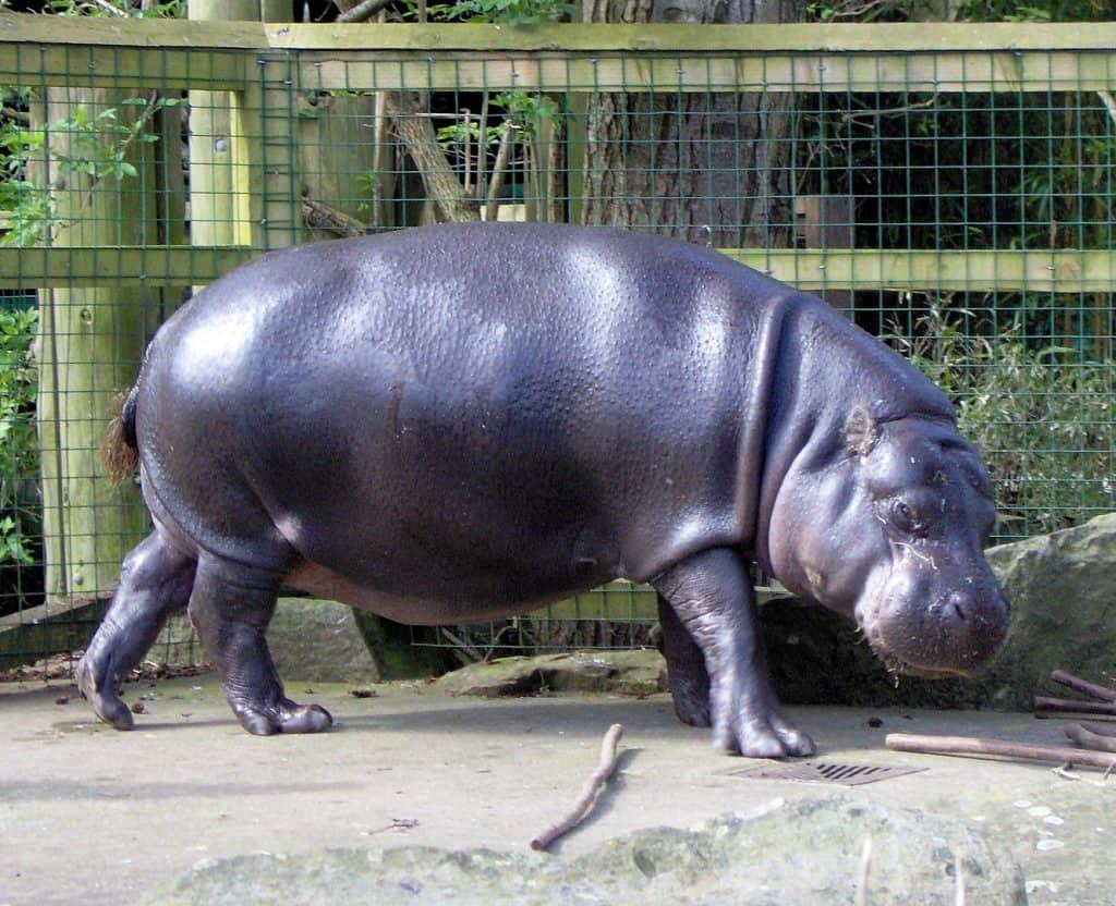 50 Intriguing Hippo Facts About Africa's Horses of the River - Facts.net