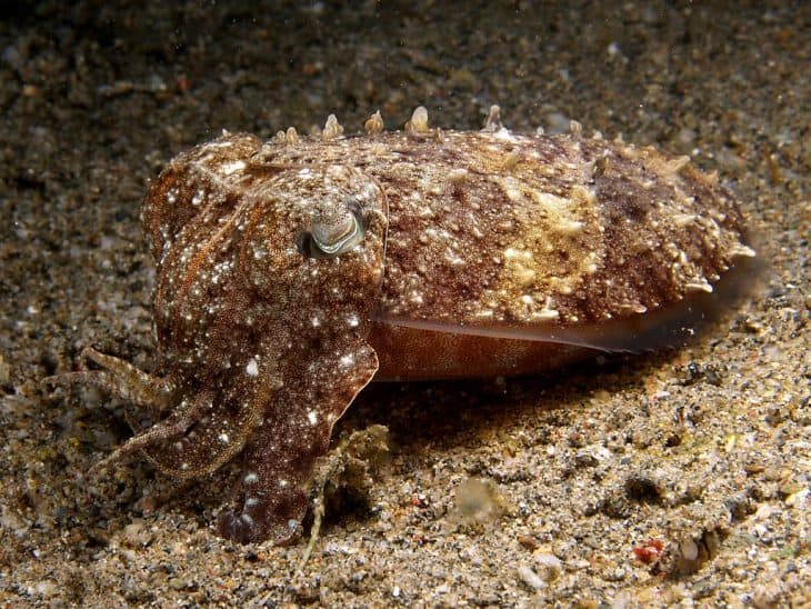 Cuttlefish VS Squid: What's The Difference? - Facts.net