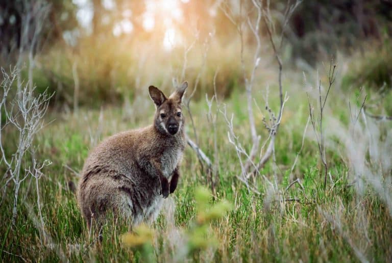 40 Kangaroo Facts That Will Make You Jump Into Action - Facts.net