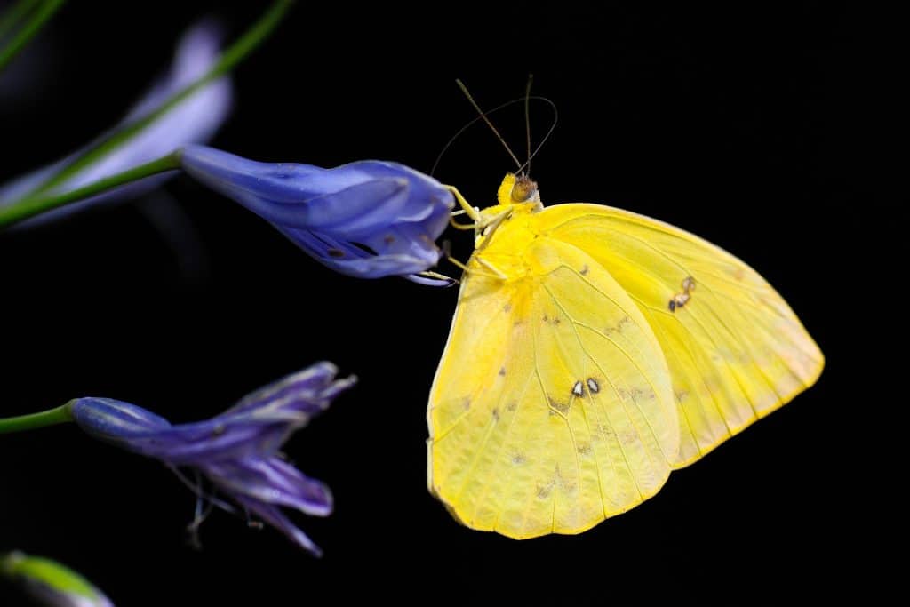 Types of Butterflies Assorted Through Colors - Facts.net