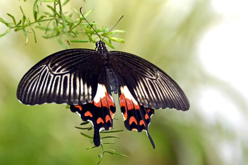 Types of Butterflies Assorted Through Colors - Facts.net
