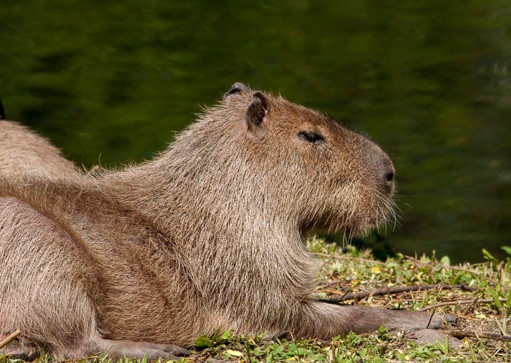 40 Capybara Facts About the Calmest Animal in the World - Facts.net