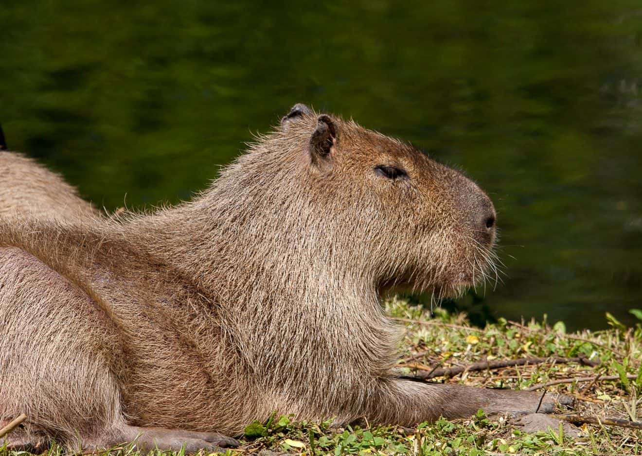 40 Capybara Facts About the Calmest Animal in the World - Facts.net