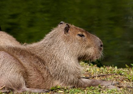 40 Capybara Facts About the Calmest Animal in the World - Facts.net
