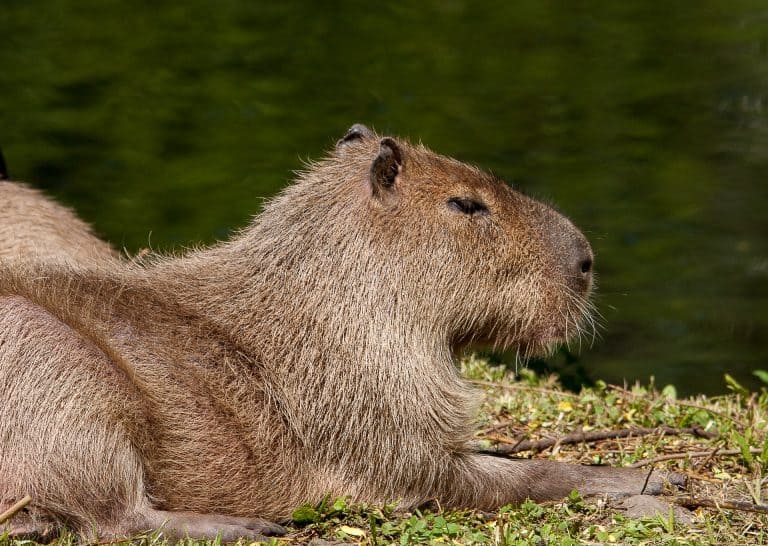 40 Capybara Facts About the Calmest Animal in the World - Facts.net