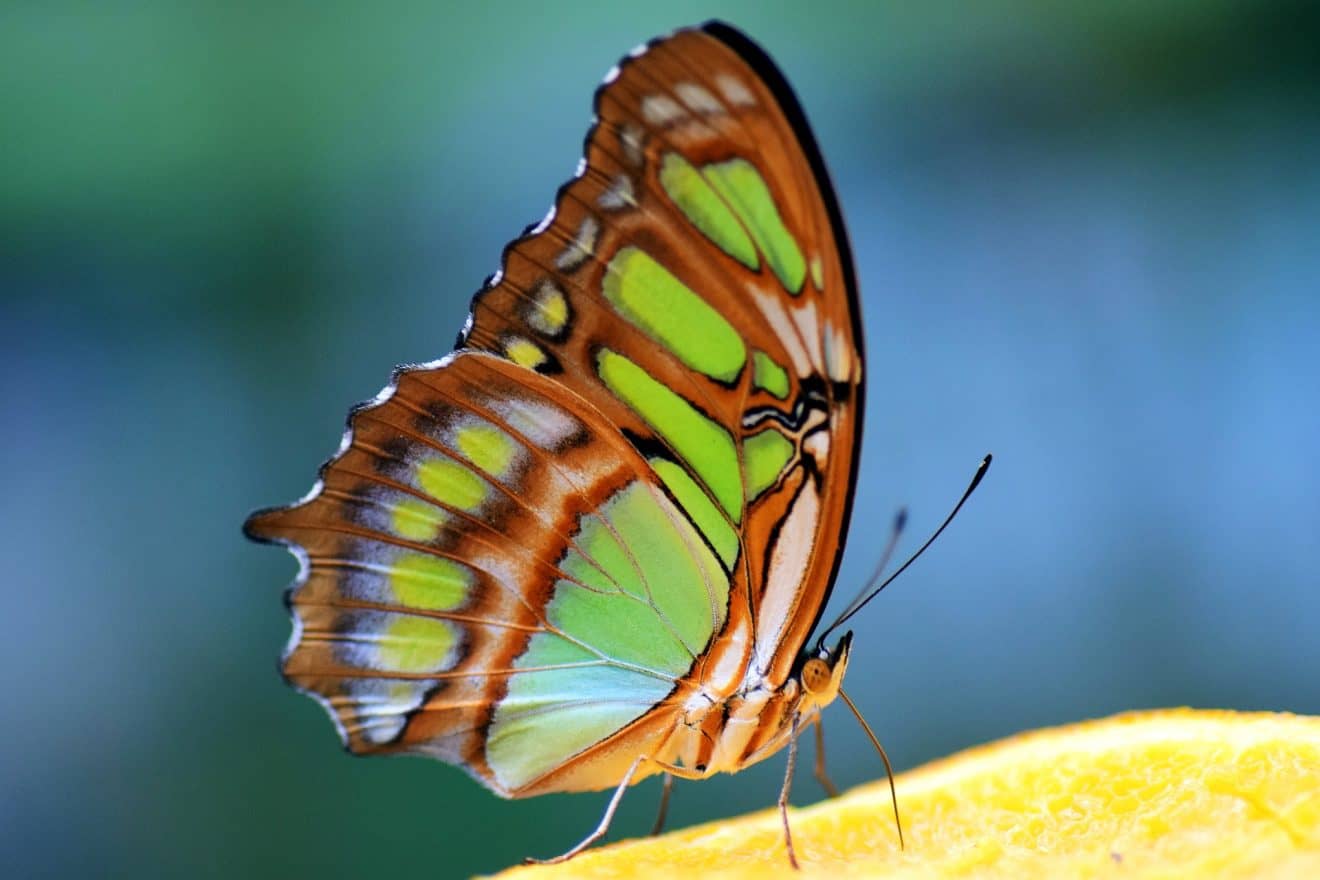 Types of Butterflies Assorted Through Colors - Facts.net