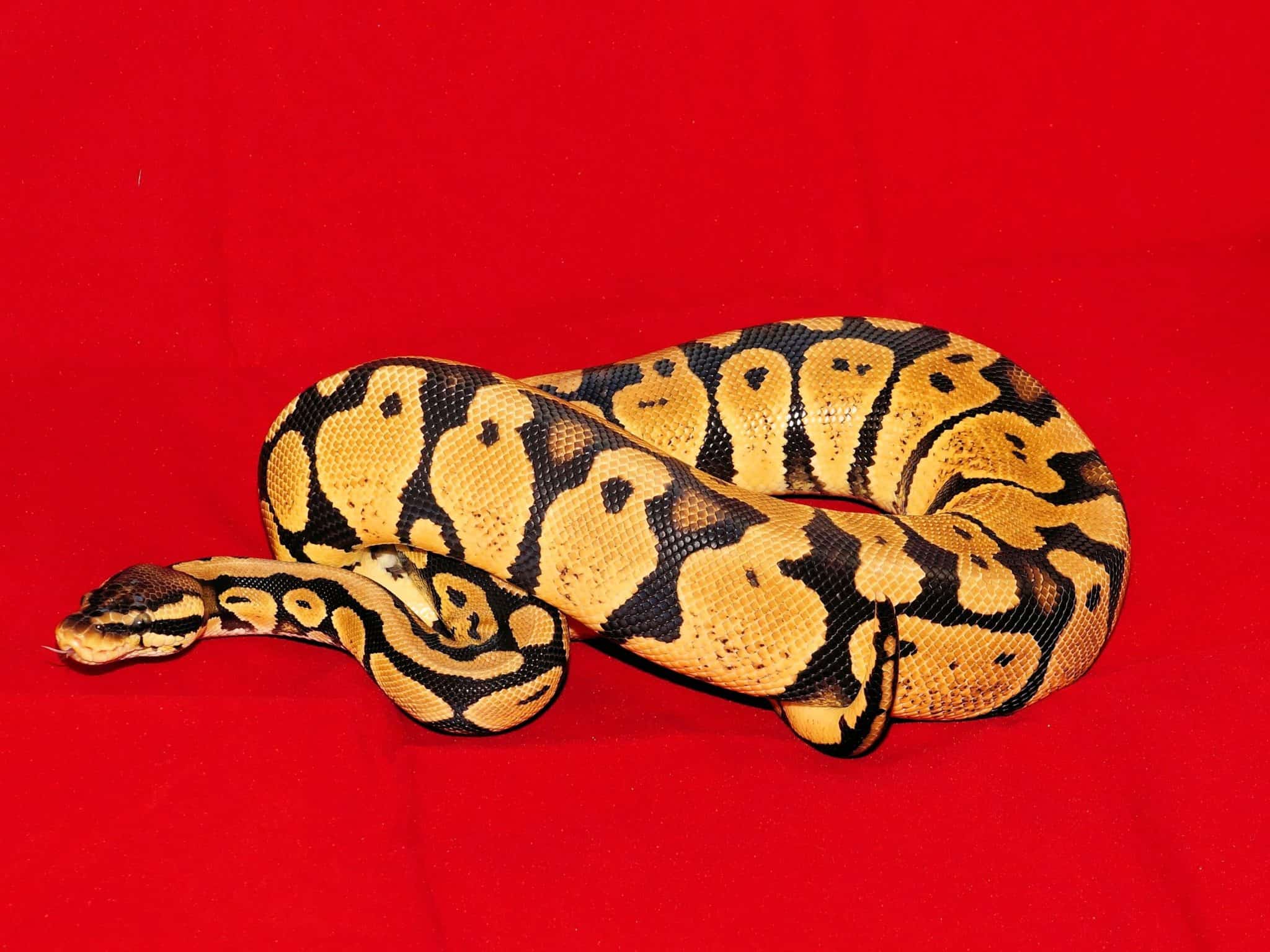 40 Ball Python Facts That Are Not Dangerous At All - Facts.net