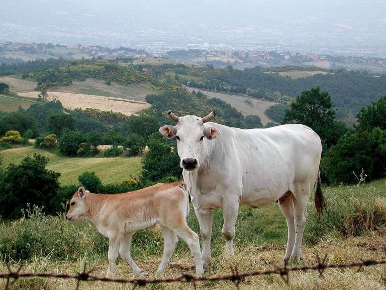 50 Unbelievable Cow Facts You Have To Know - Facts.net
