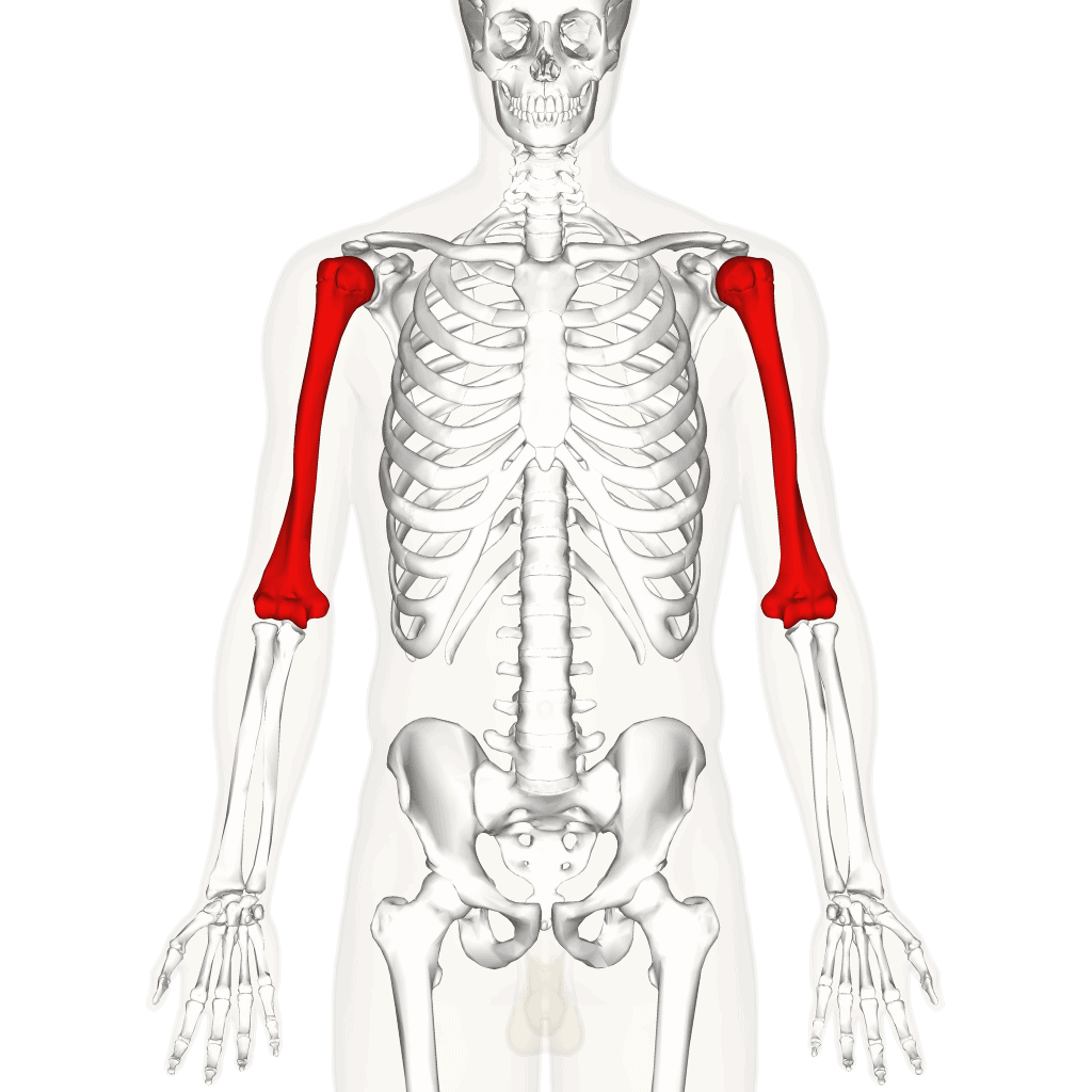 10 Longest Bones In The Human Body Facts 10-longest-bones-in-the-human-body-facts