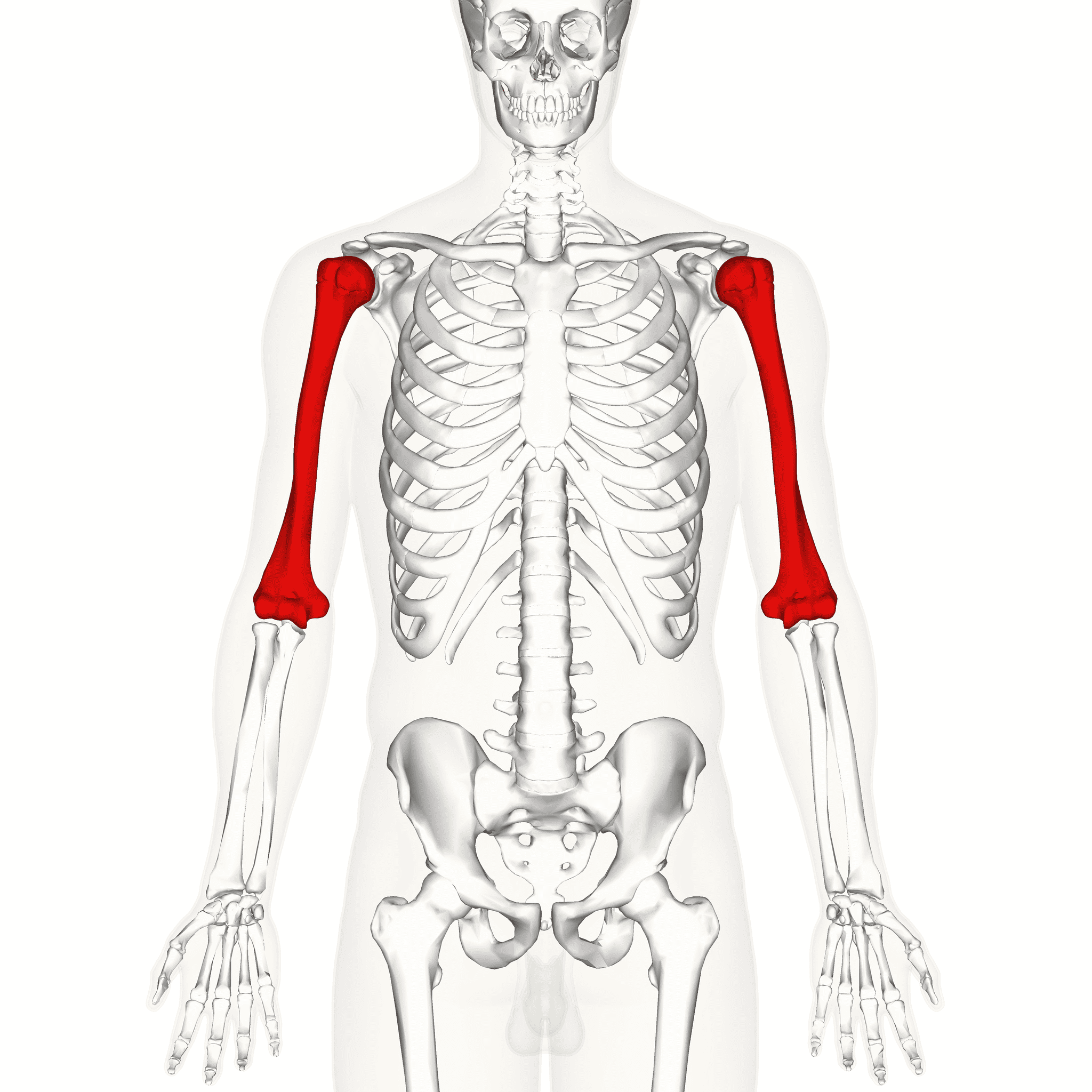 Longest Bones In The Human Body FactsandHistory