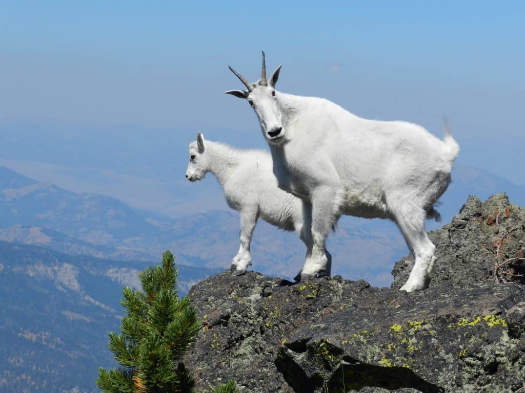 50 Goat Facts That Makes You Go Baa - Facts.net