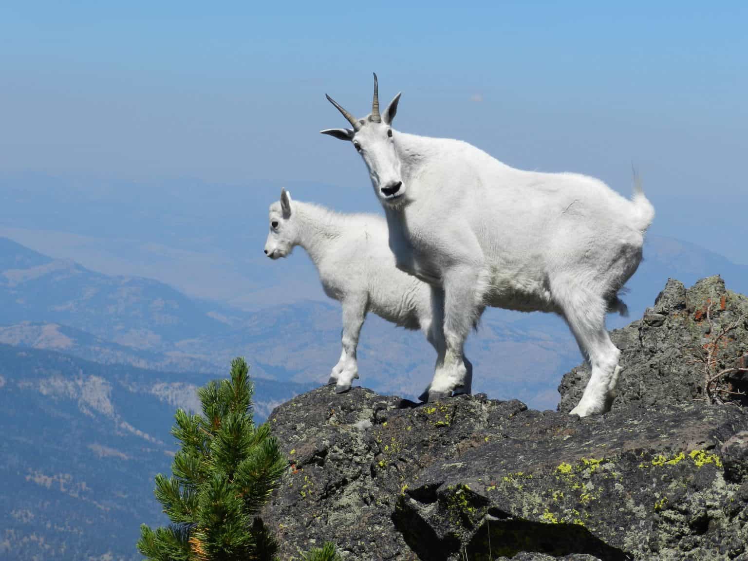 50 Goat Facts That Makes You Go Baa - Facts.net