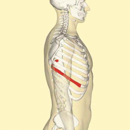 10 Longest Bones in the Human Body - Facts.net