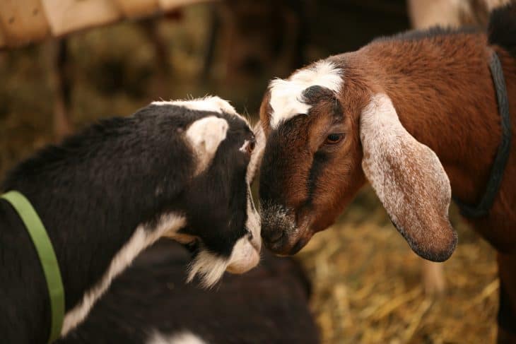 50 Goat Facts That Makes You Go Baa - Facts.net