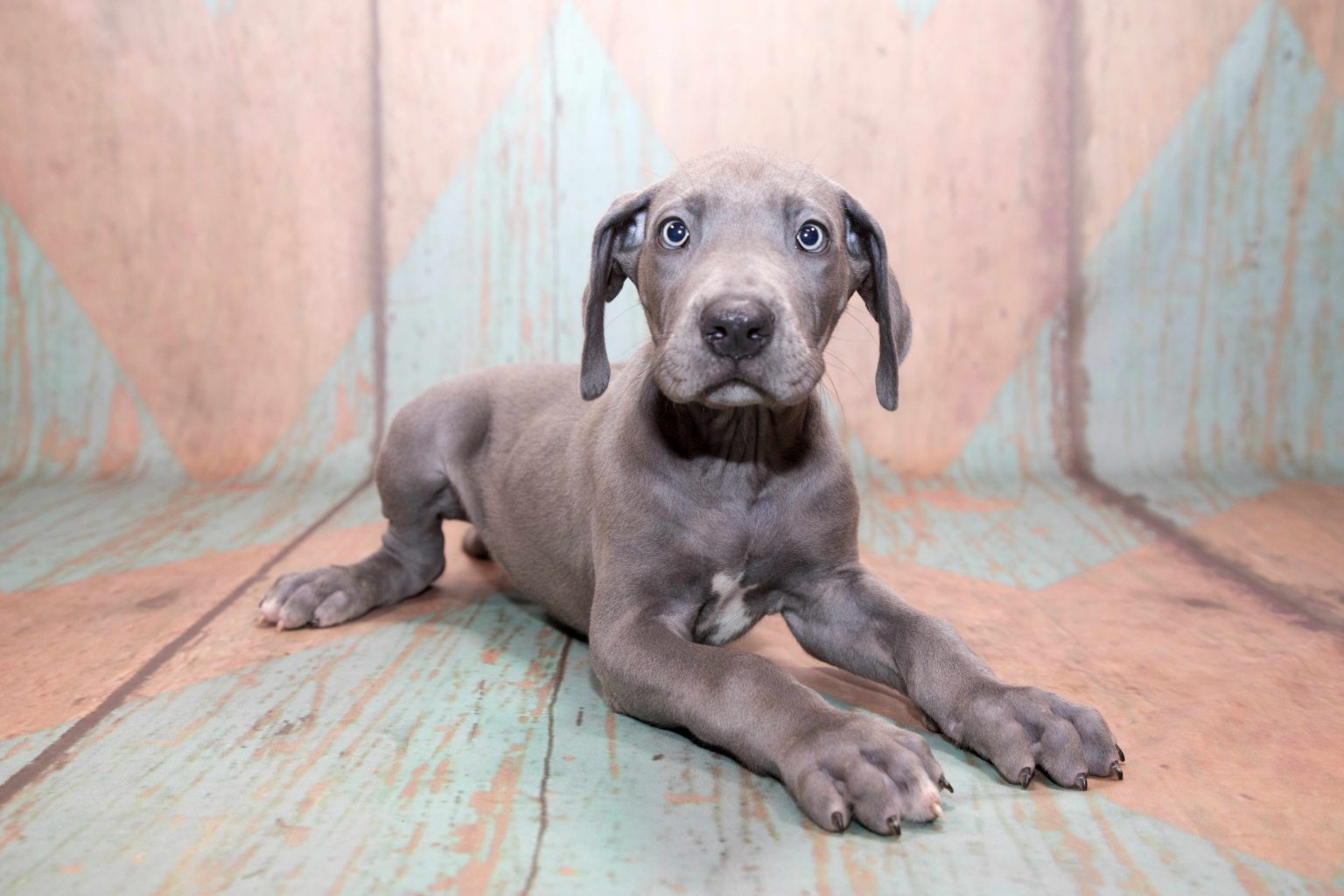 What Kind of Dog is Scooby-Doo? - Facts.net