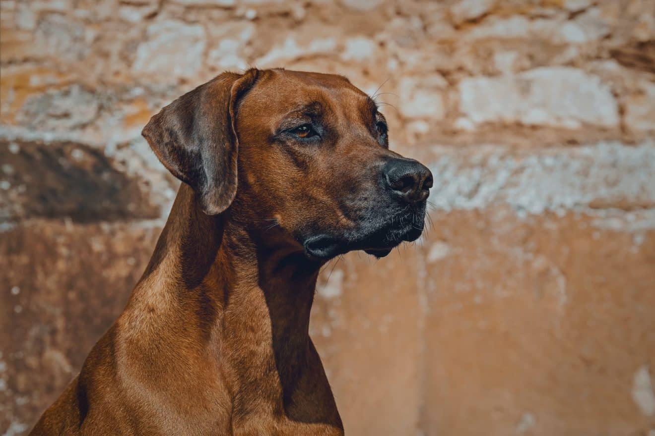 What Kind of Dog is Scooby-Doo? - Facts.net