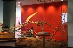 30 Interesting Pterodactyl Facts from the Jurassic Age - Facts.net