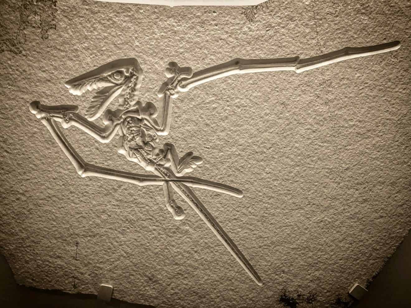30 Interesting Pterodactyl Facts from the Jurassic Age - Facts.net