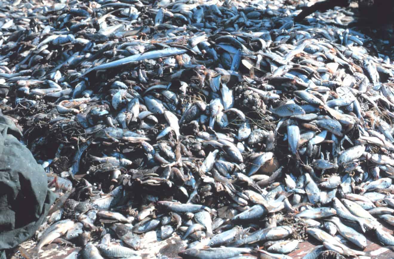 40 Overfishing Facts That You Need to Know About Today - Facts.net