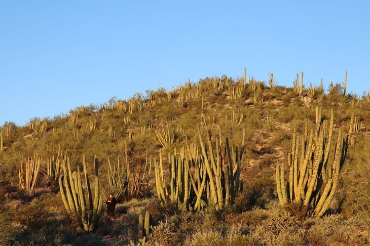 40 Saguaro Cactus Facts About The Largest Cactus - Facts.net