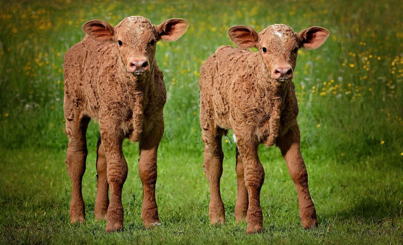 50 Unbelievable Cow Facts You Have To Know - Facts.net