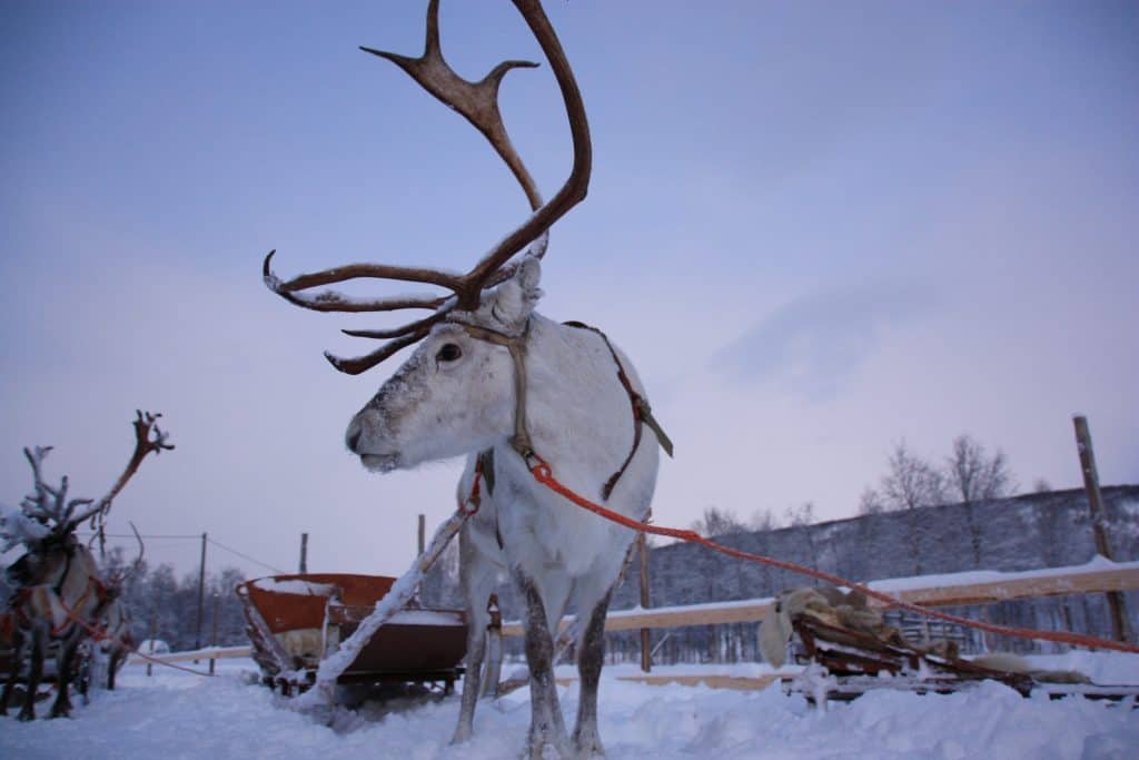 40 Reindeer Facts More Than Just About Rudolph - Facts.net