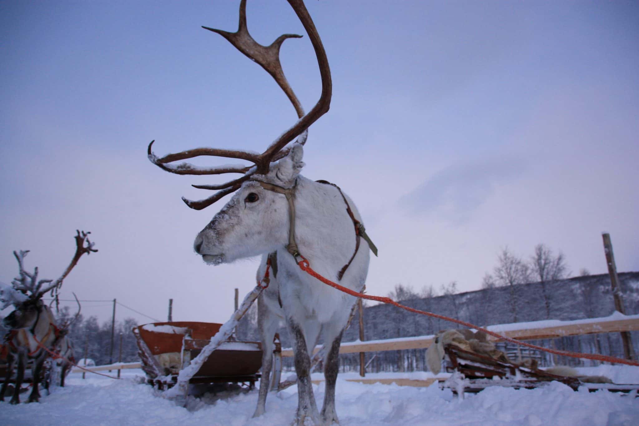 40 Reindeer Facts More Than Just About Rudolph - Facts.net
