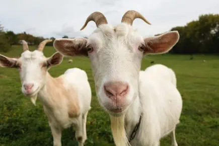 50 Goat Facts That Makes You Go Baa - Facts.net