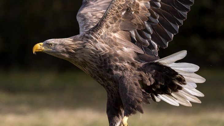 10 Largest Eagles in the World - Facts.net