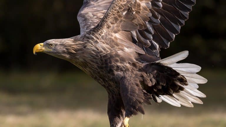 10 Largest Eagles in the World - Facts.net