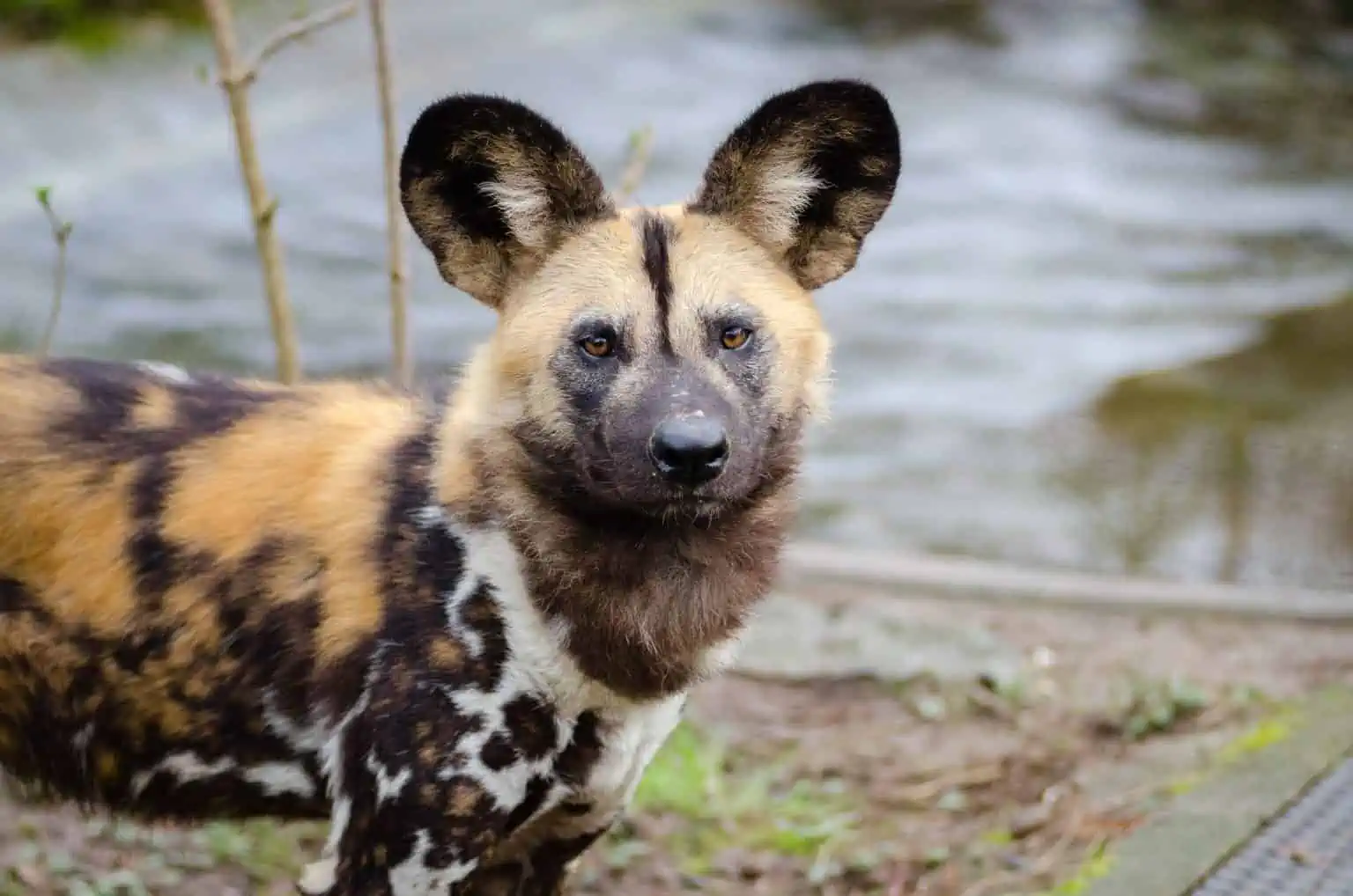 30 African Wild Dog Facts You Cannot Miss - Facts.net