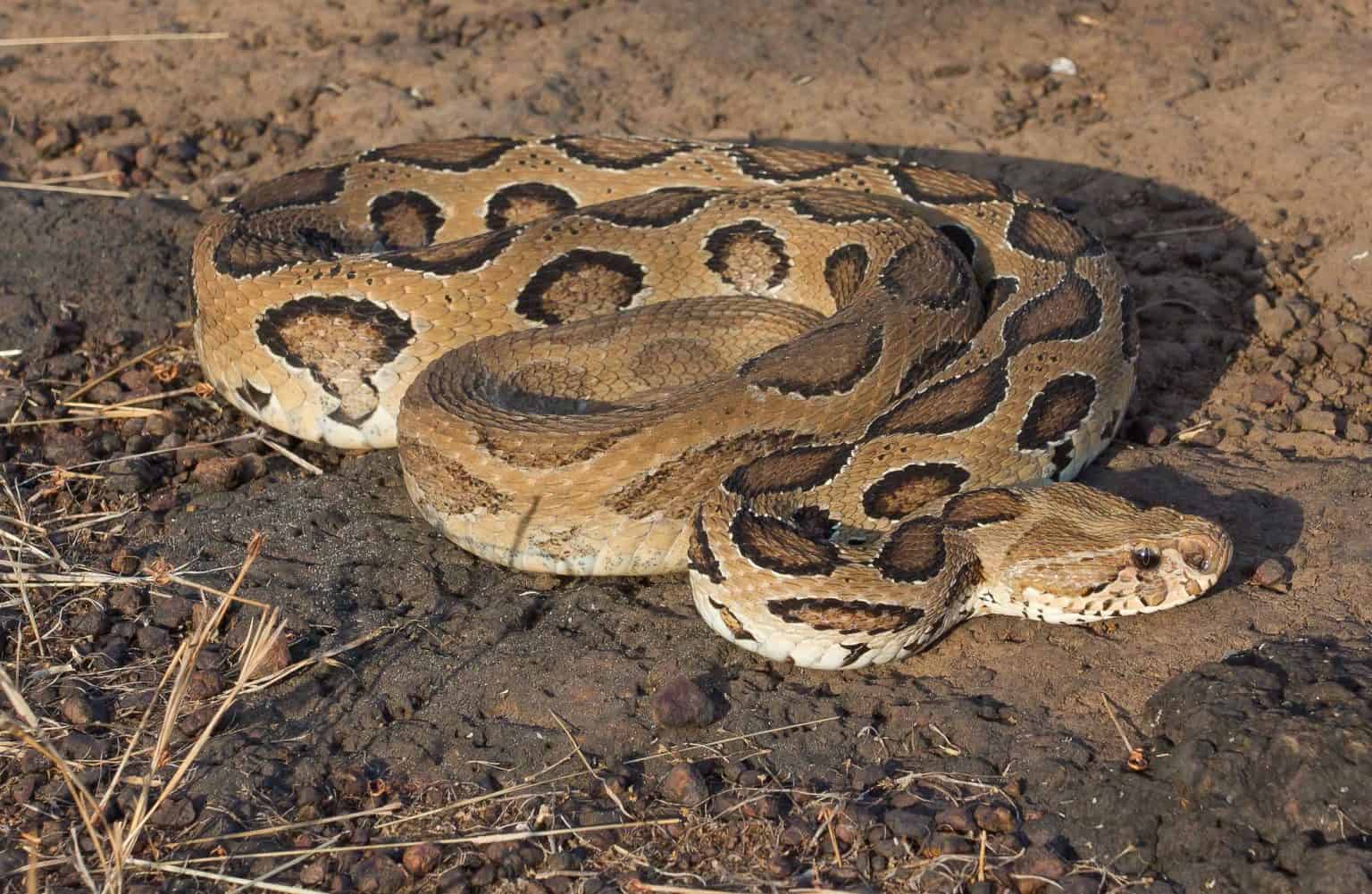 20 Most Venomous Snakes in the World - Facts.net