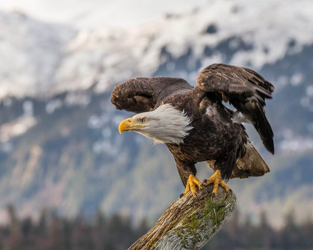 10 Largest Eagles in the World - Facts.net