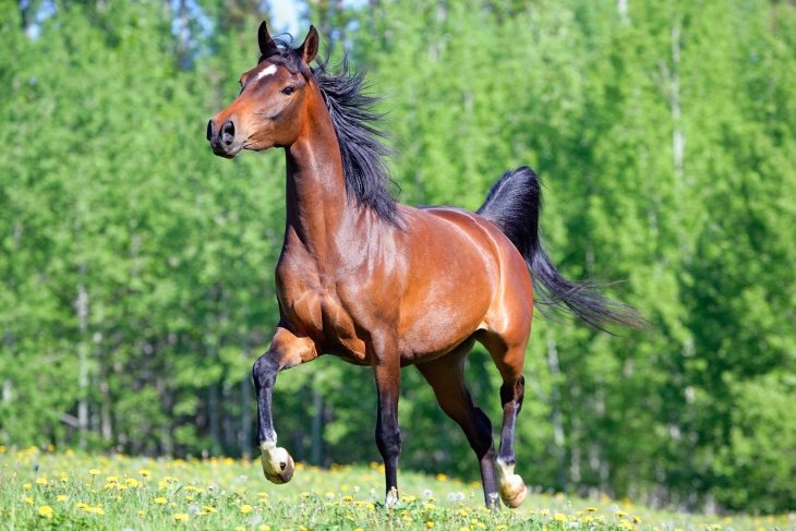 24 Types of Horses Sorted By Class - Facts.net