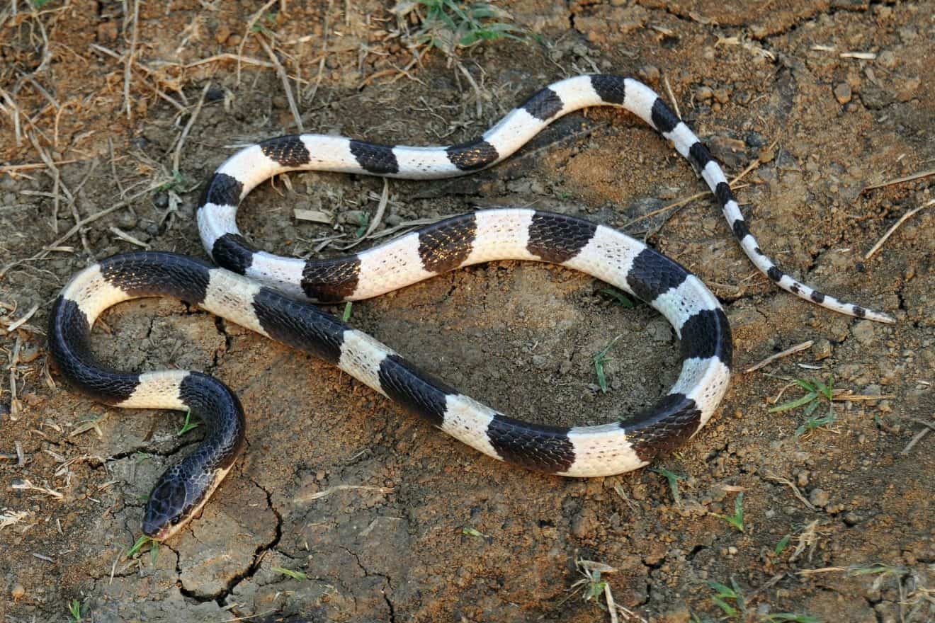 20 Most Venomous Snakes in the World - Facts.net