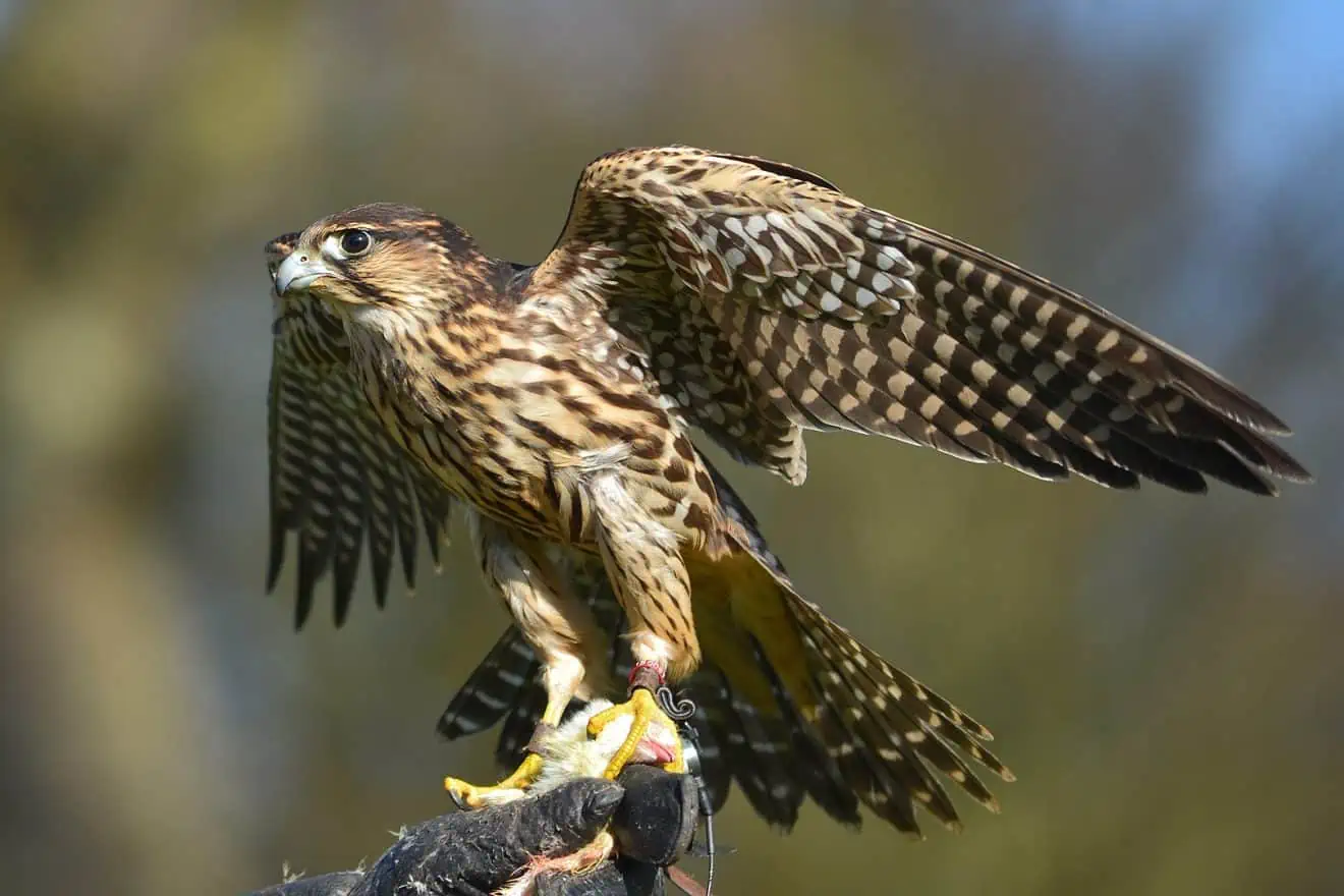 30 Peregrine Falcon Facts: Fastest Soaring Bird in the World - Facts.net