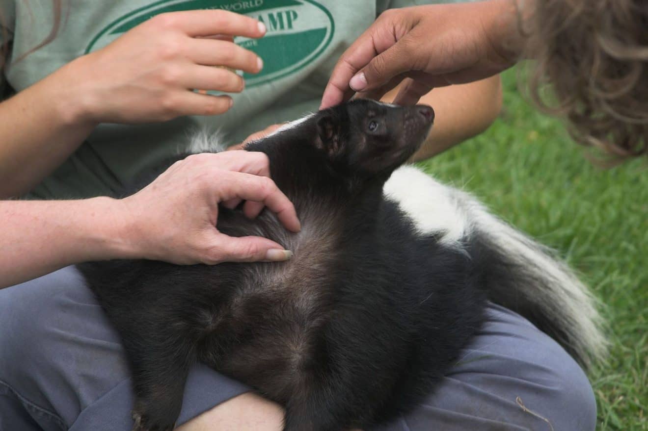 40 Skunk Facts About This Misunderstood Critter - Facts.net