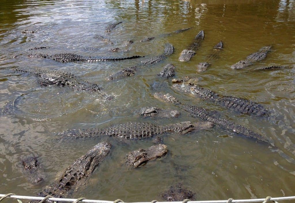50 Facts About Alligators Less Scary Than We Imagine- Facts.net