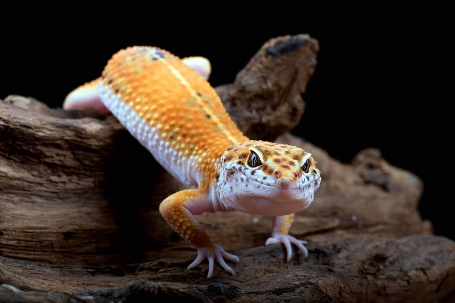 40 Leopard Gecko That Are Cuter Than You Expect - Facts.net