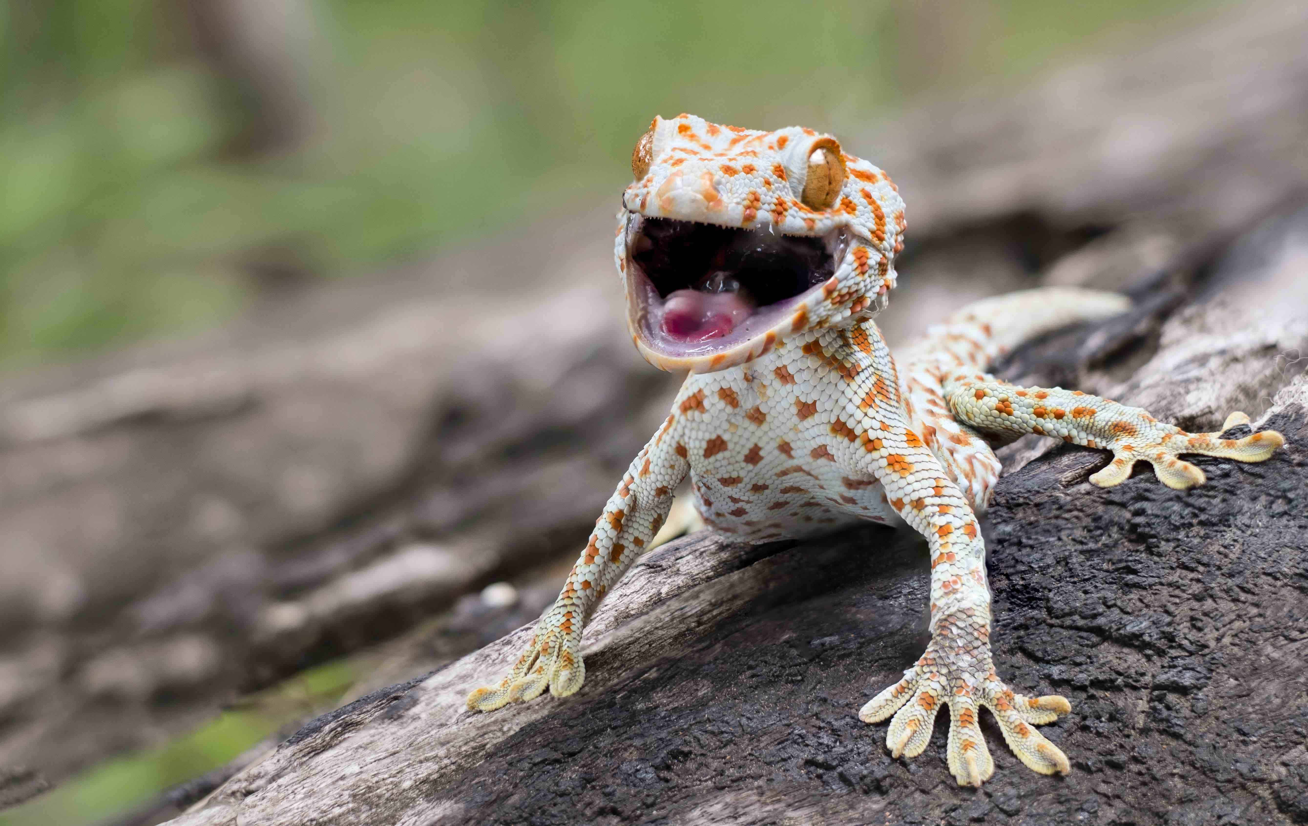 40 Leopard Gecko That Are Cuter Than You Expect - Facts.net