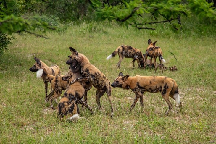 30 African Wild Dog Facts You Cannot Miss - Facts.net