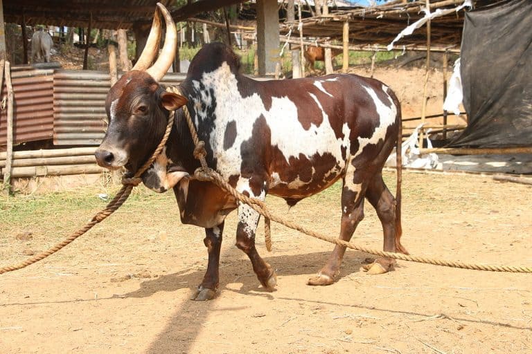 28 Types of Cows and Bulls by Uses - Facts.net