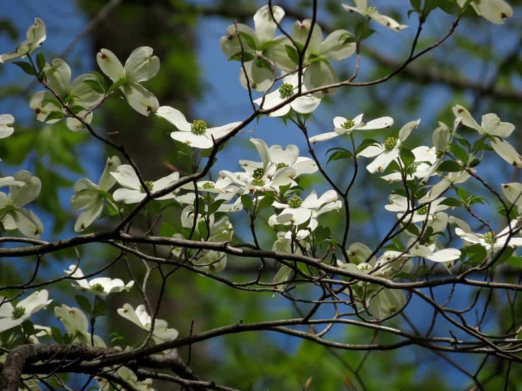 80 North Carolina Facts About The Old North State - Facts.net