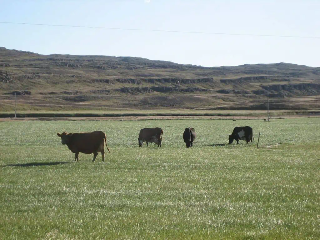 28 Types of Cows and Bulls by Uses - Facts.net