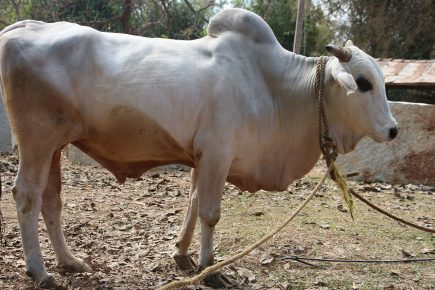 28 Types of Cows and Bulls by Uses - Facts.net