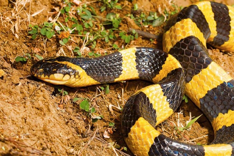 20 Most Venomous Snakes in the World - Facts.net