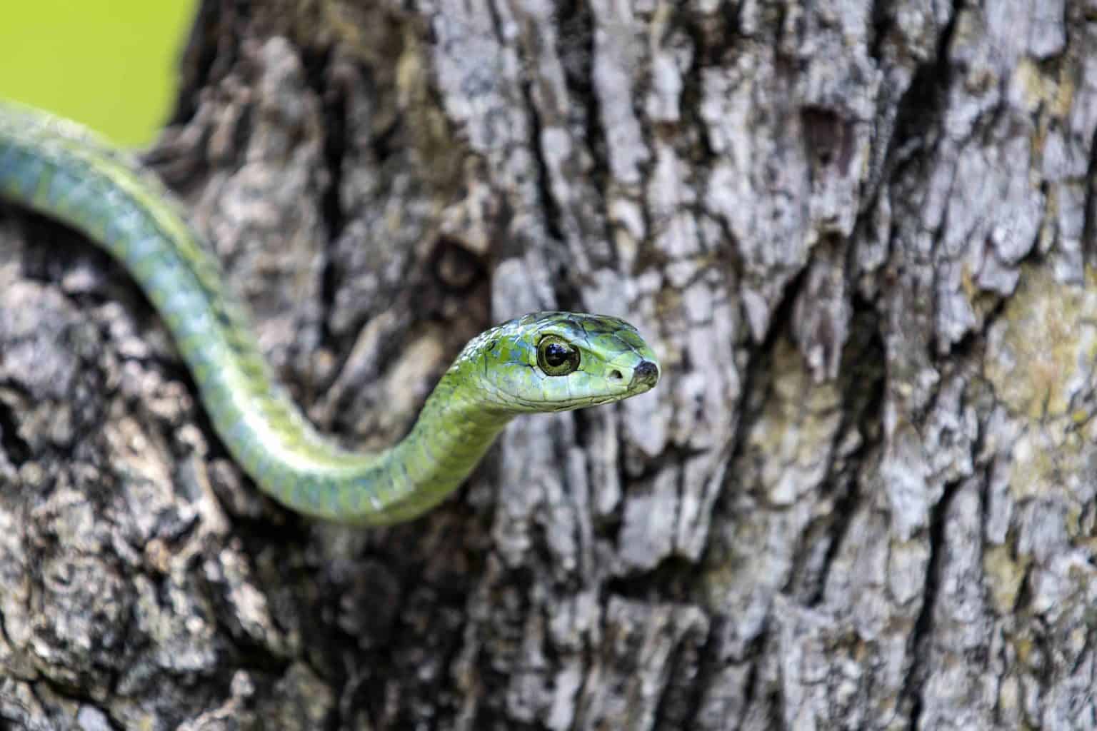 20 Most Venomous Snakes in the World - Facts.net