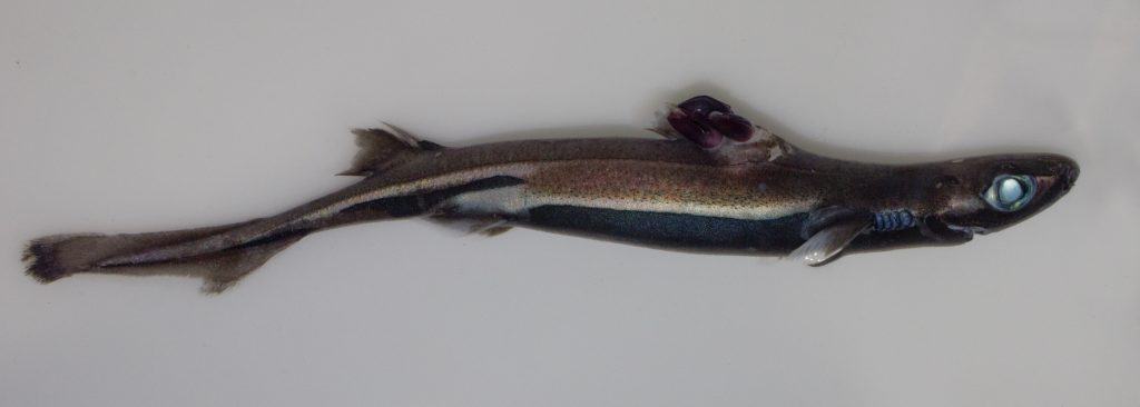 30 Dwarf Lantern Shark Facts: Ocean's Smallest Denizens - Facts.net
