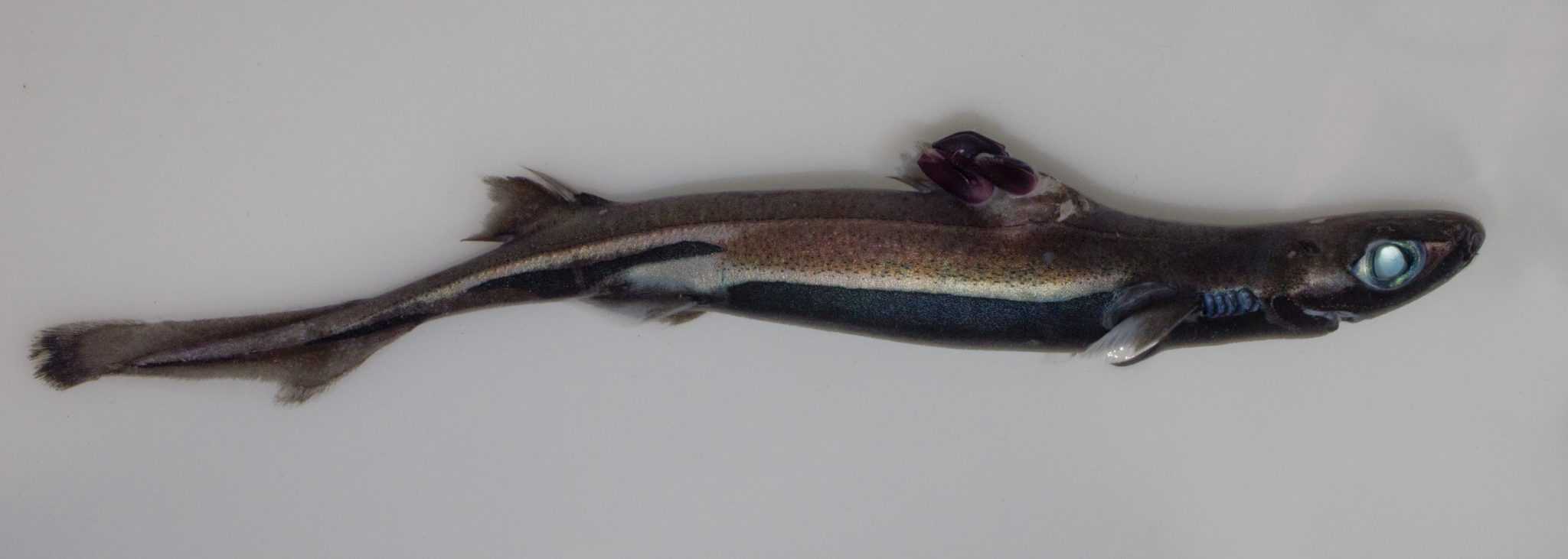 30 Dwarf Lantern Shark Facts: Ocean's Smallest Denizens - Facts.net