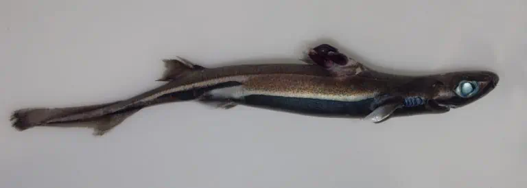 30 Dwarf Lantern Shark Facts: Ocean's Smallest Denizens - Facts.net